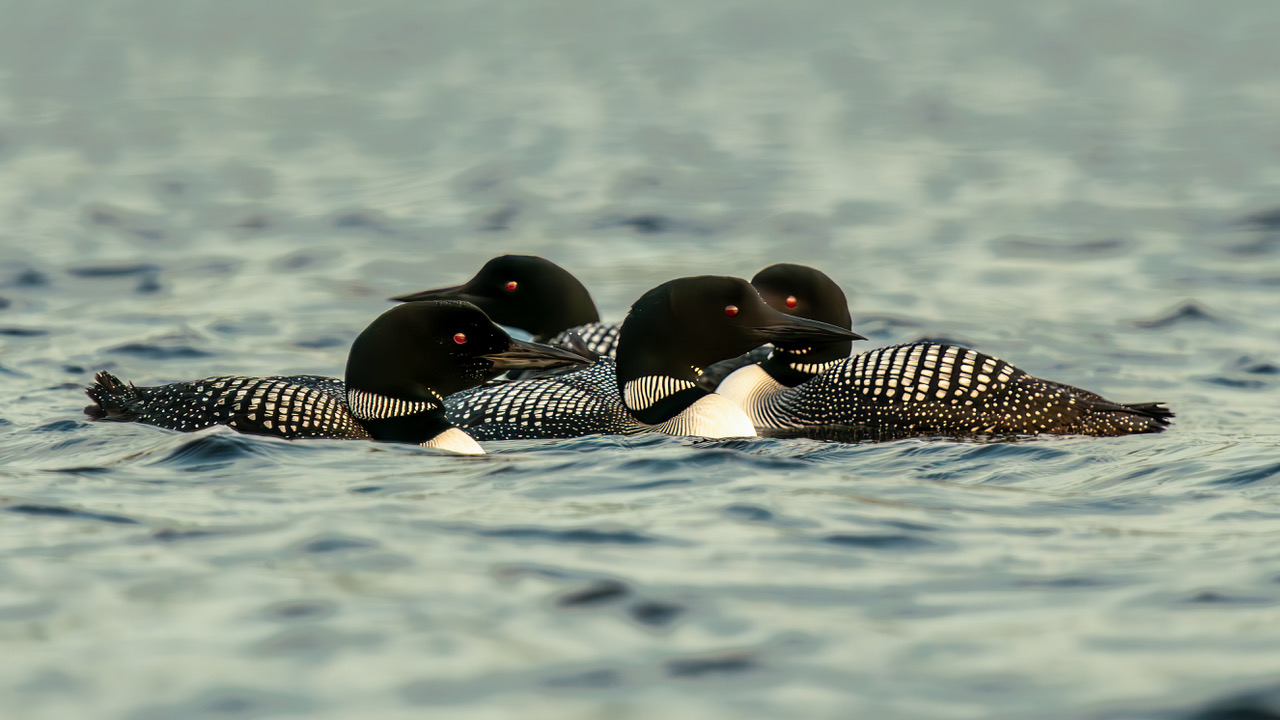 Maine Audubon’s 41st Annual Loon Count Results Show Healthy Loon ...