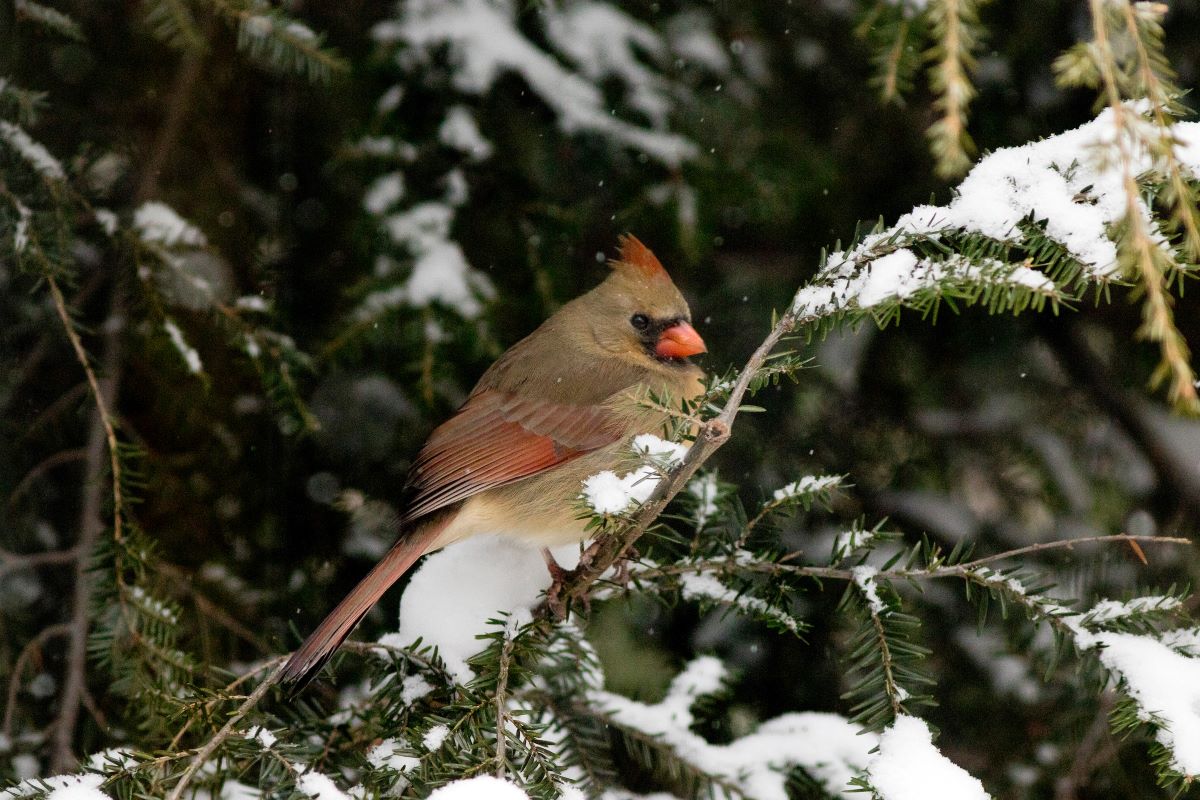 Backyard bird of the month for December: Northern Cardinal - Maine Audubon