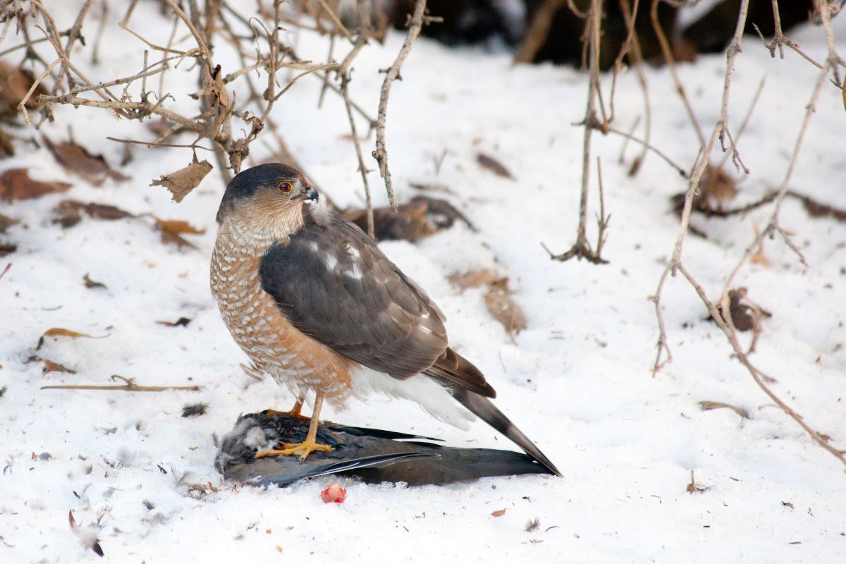 Sharp Shinned Hawk Hunger Games: A Sharp Shinned Hawk, Two Goshawks