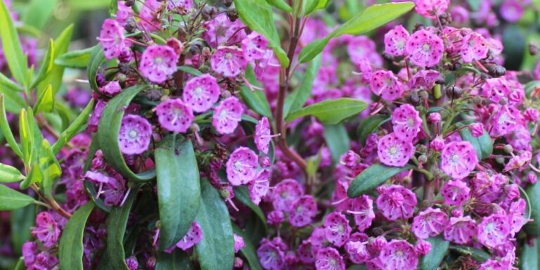 The May Tree and Shrub Sale is open! - Maine Audubon