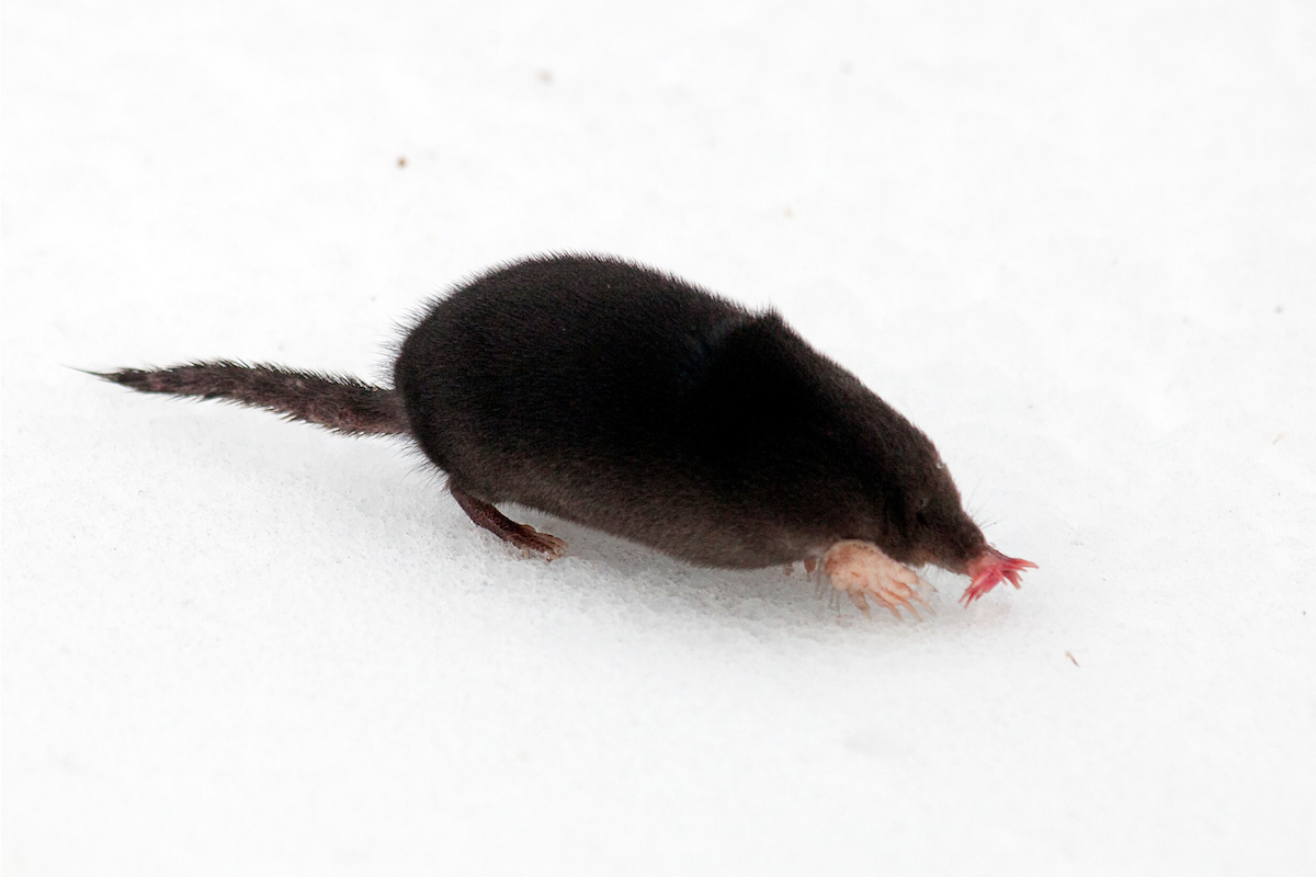 Small Mammals of Maine - Hybrid Program - Maine Audubon