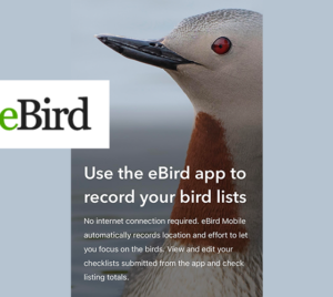 Birding Programs Archives - Maine Audubon