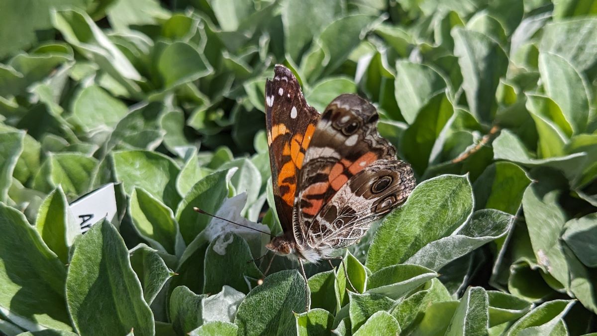 May Phenology Report: Early and False Springs - Maine Audubon