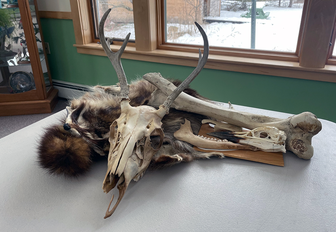 Hidden in the Bones: Animal Anatomical Secrets Revealed - Maine Audubon