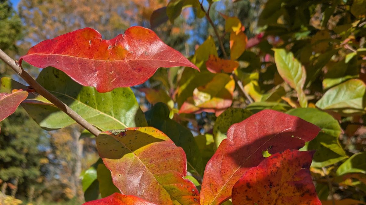 October Phenology Report: New England’s Red Foliage, Part 2 - Maine Audubon