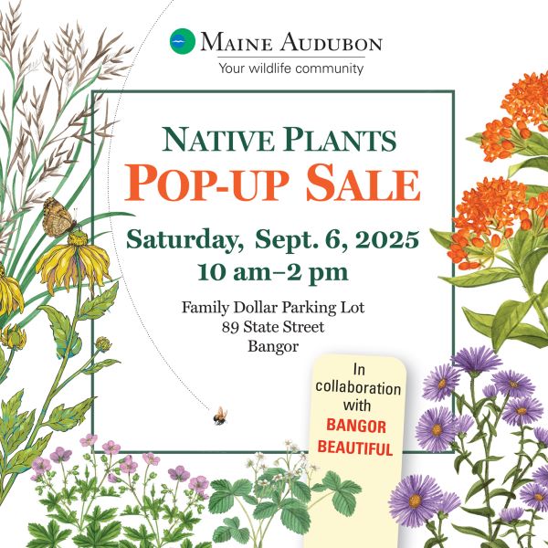Native Plants Pop-Up Sale in Bangor - Maine Audubon