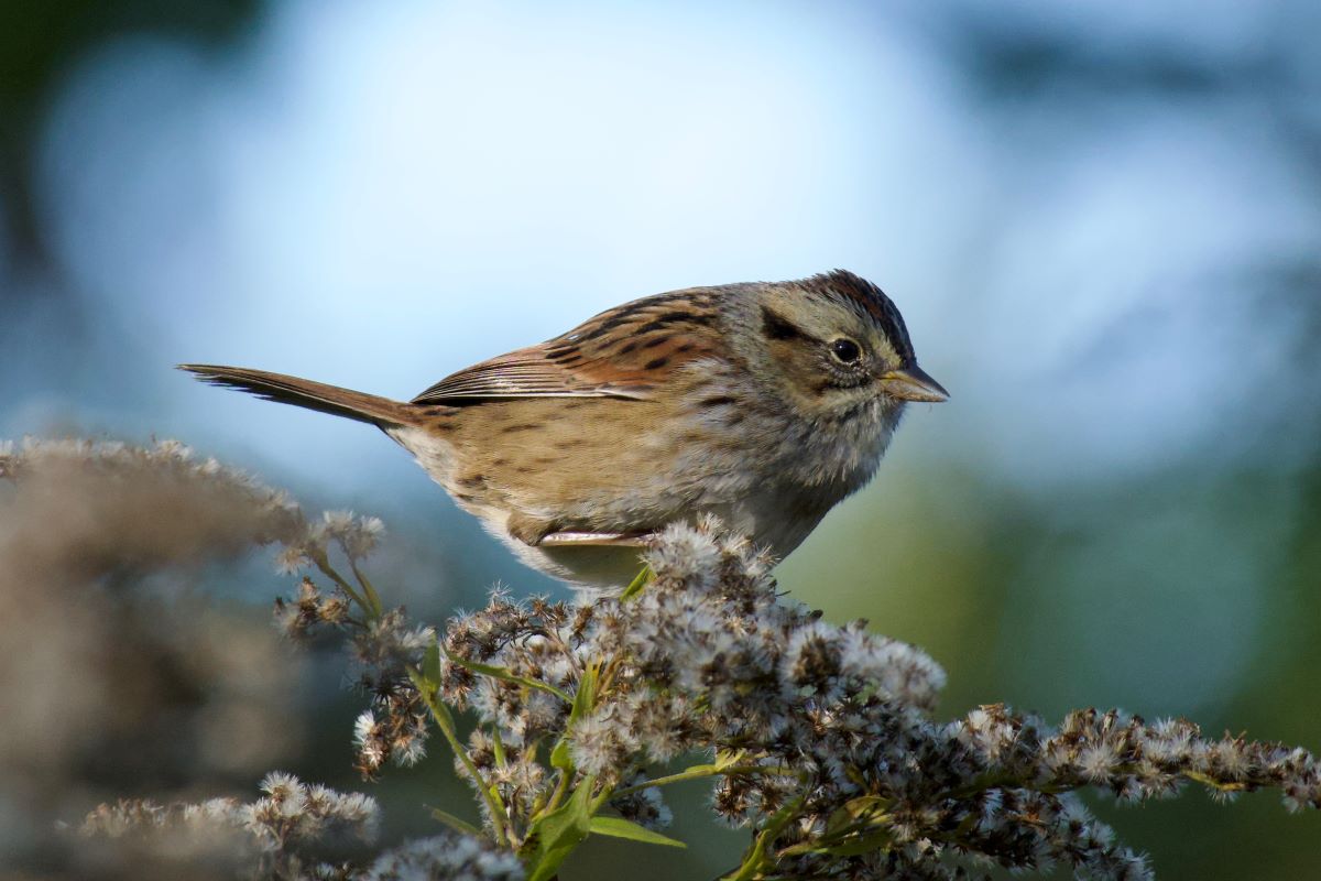 Small Wonders: How do birds find all that food? - Maine Audubon
